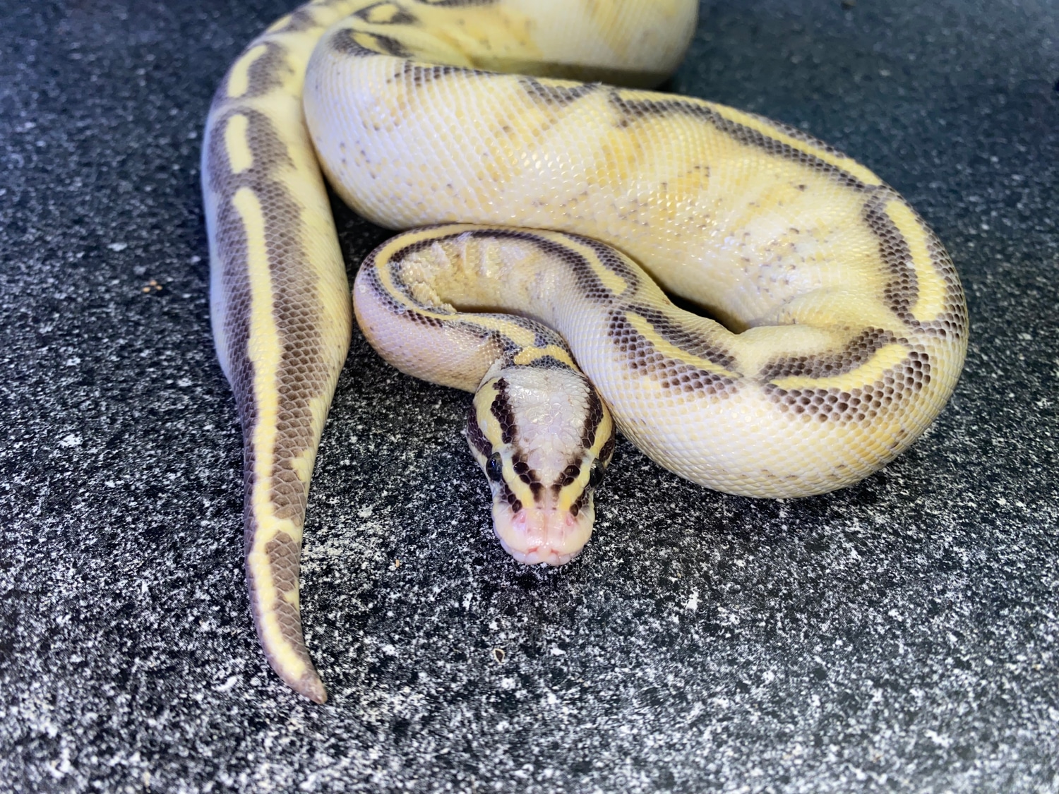 Pastel Highway Ball Python by Major league exotic pets - MorphMarket