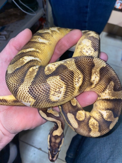 Pastel Enchi Calico Orange Dream Asphalt/yb Ball Python by Major league exotic pets