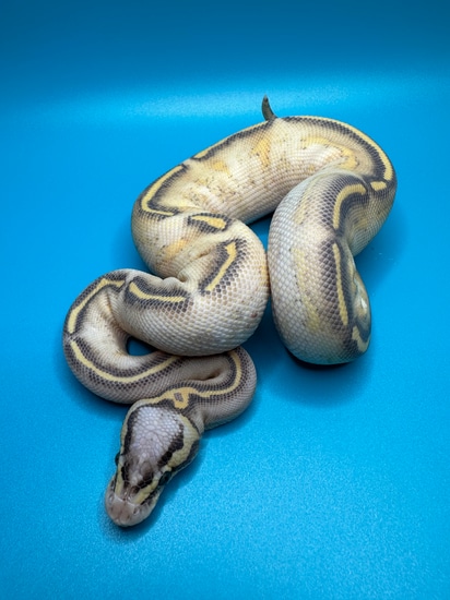 Pastel Highway Ball Python by Major league exotic pets