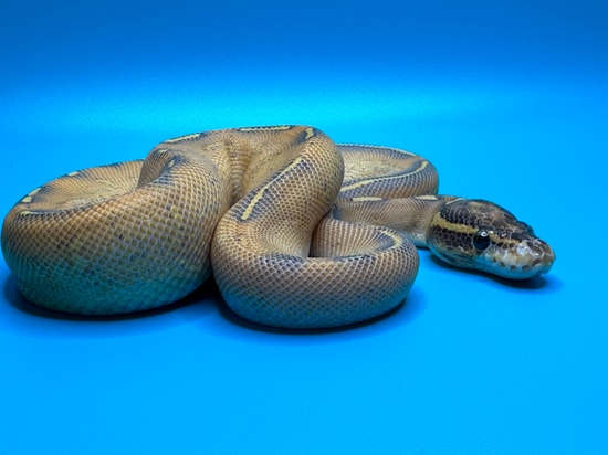 Highway Ball Python by Major league exotic pets