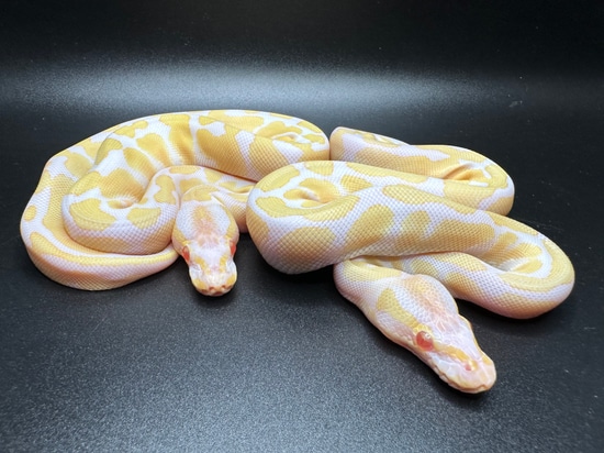 Albino Ball Python by Major league exotic pets