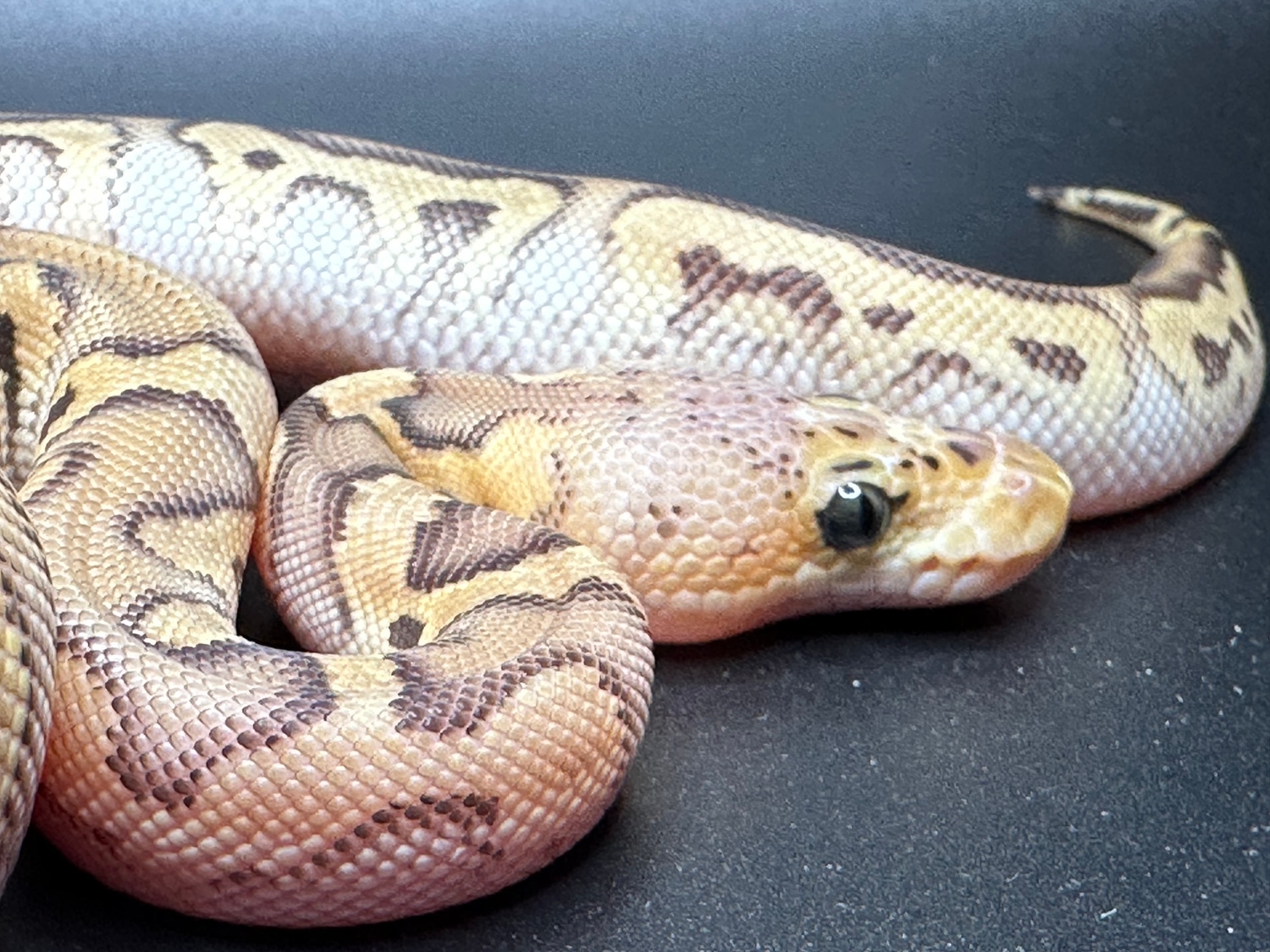Lesser Clown Ball Python by Major league exotic pets - MorphMarket
