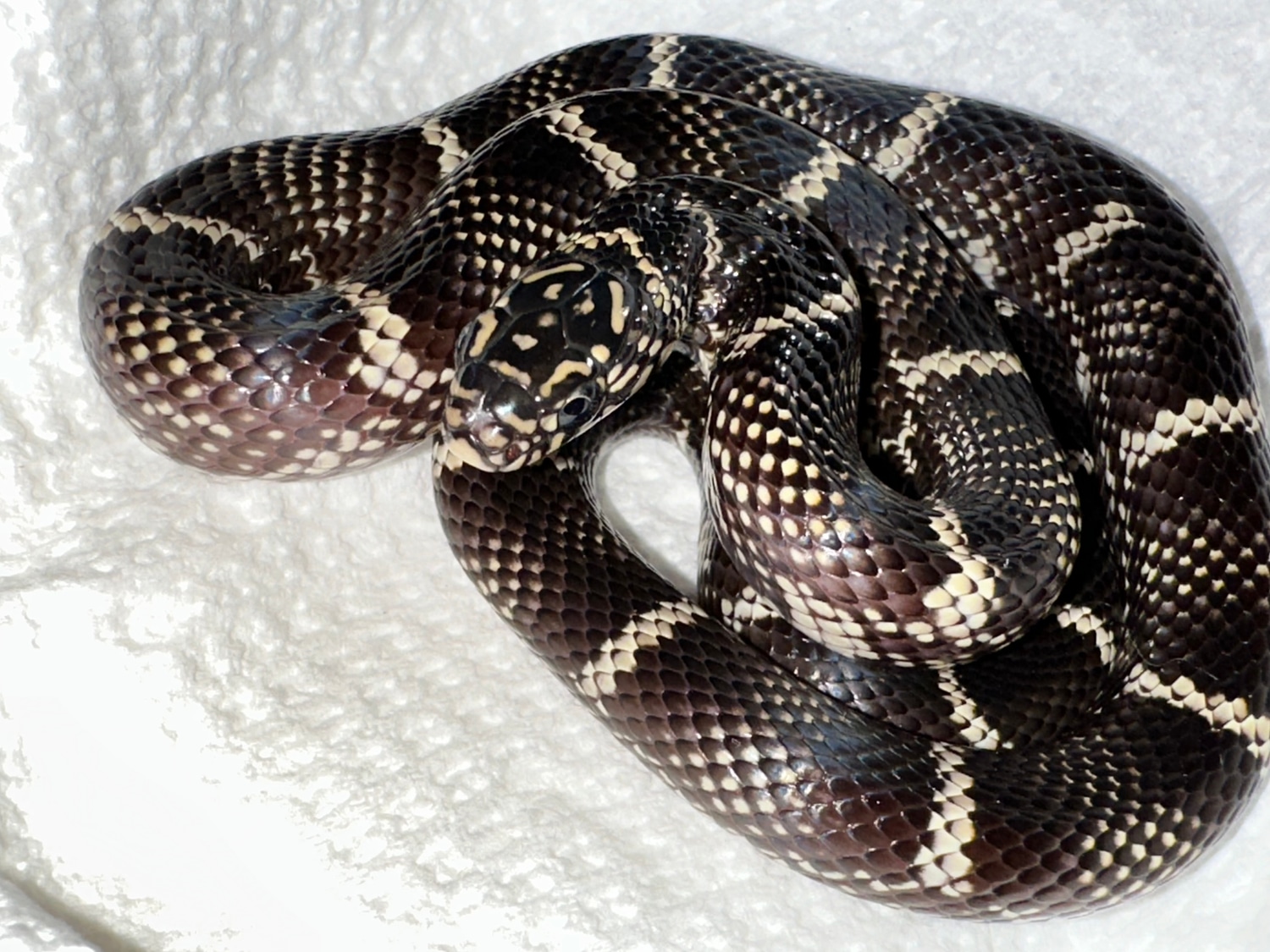 Pure Outer Banks Kings Eastern Kingsnake by Major league exotic pets ...
