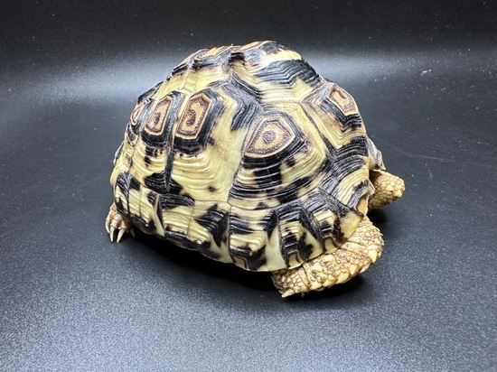Leopard Leopard Tortoise by Major league exotic pets