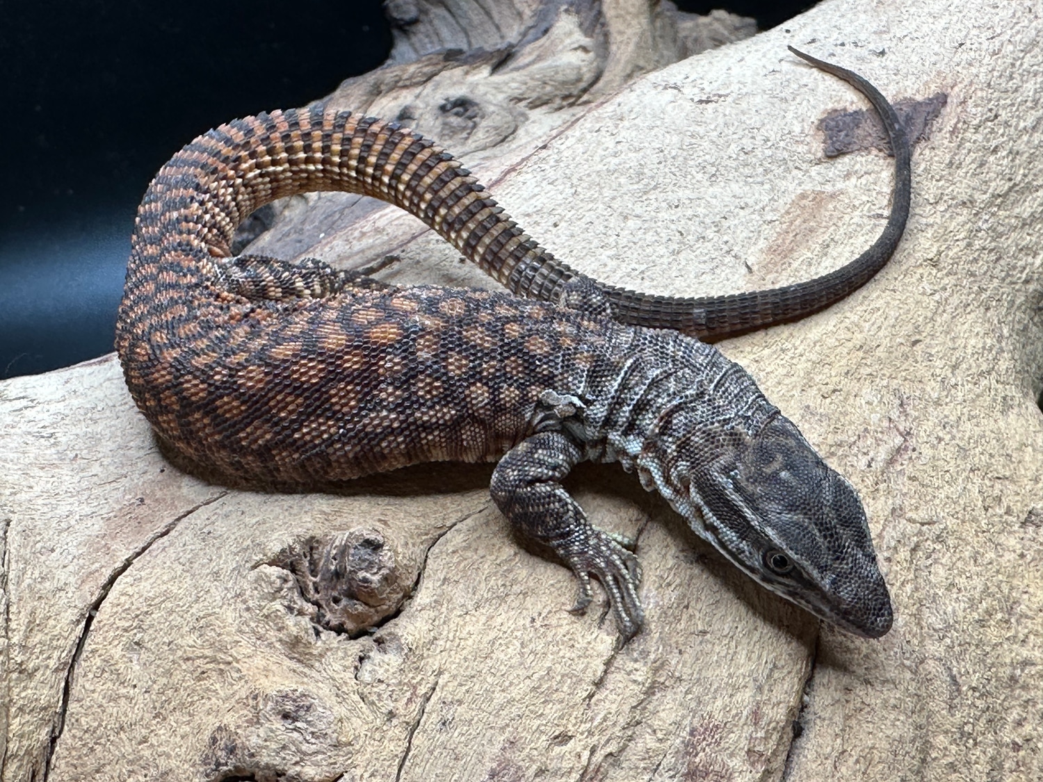 Well Started Red Ackies Ackie Monitor by Major league exotic pets ...