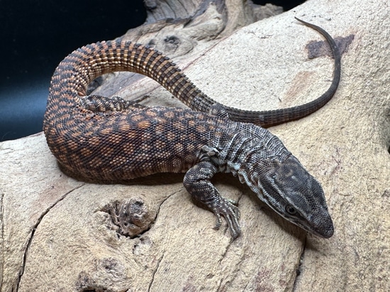 Well Started Red Ackies Ackie Monitor by Major league exotic pets