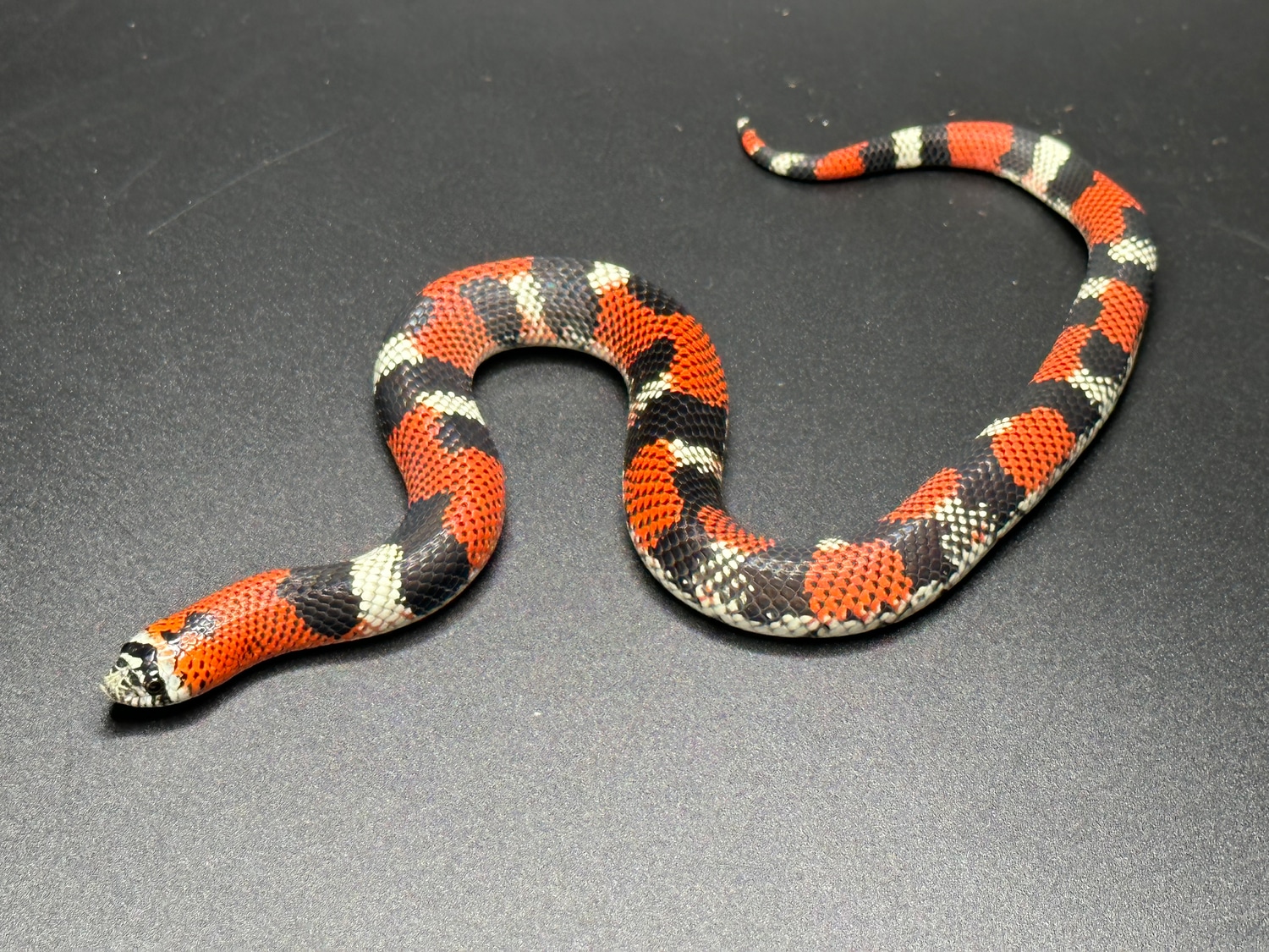 Bright Red Aberrant Hog Tri-color Hognose by Major league exotic pets ...