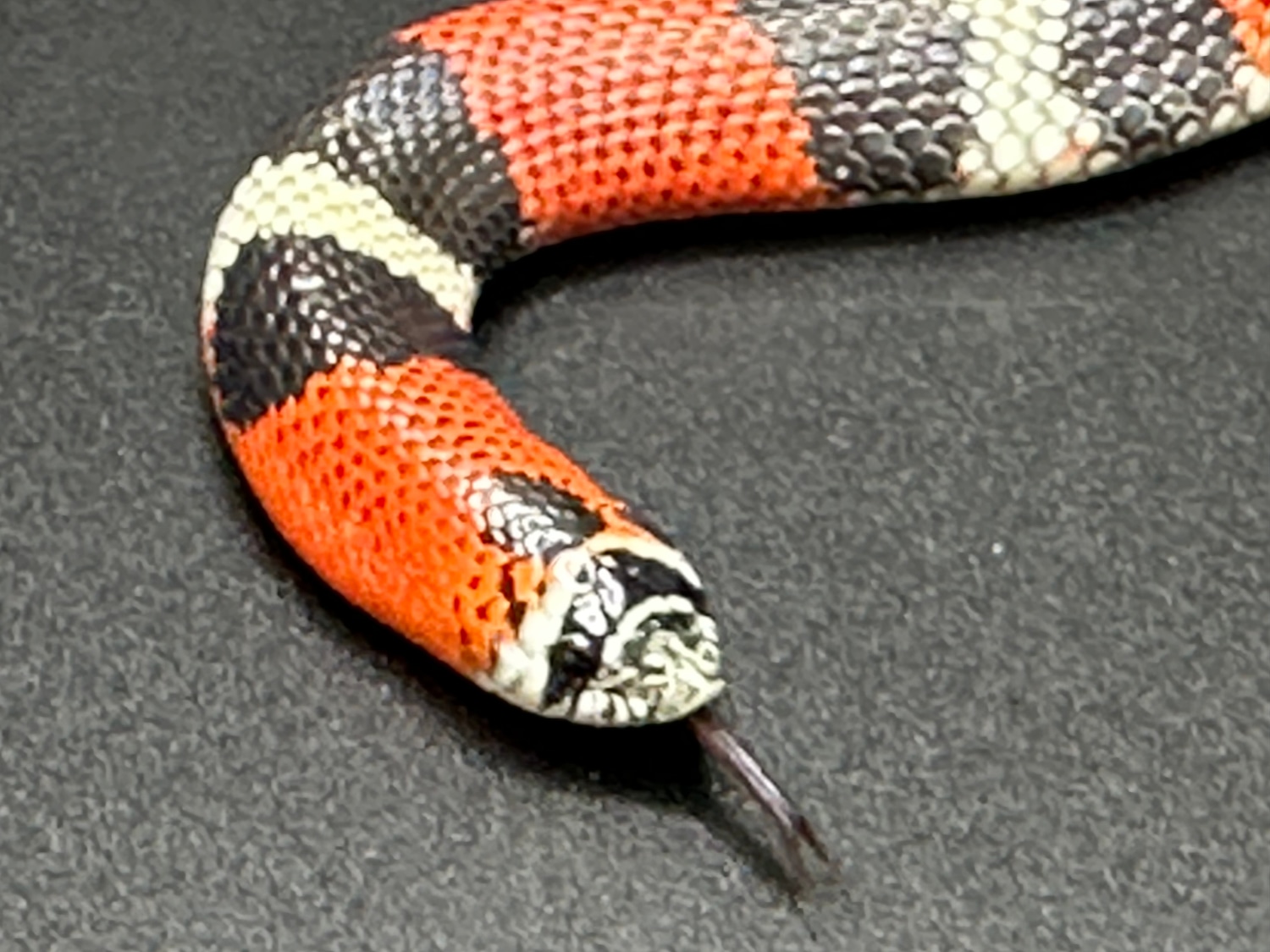 Aberrant Pattern Tri-color Hognose by Major league exotic pets ...
