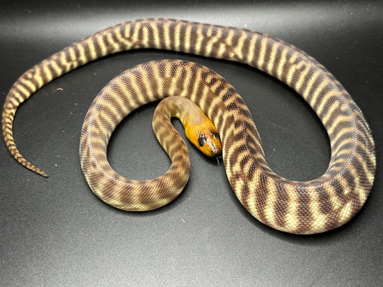 Woma Woma Python by Major league exotic pets