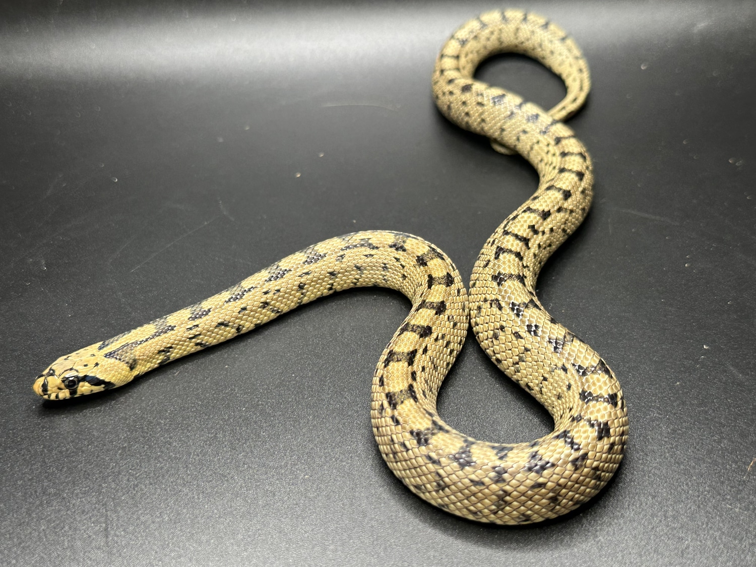 European Ladder Other Rat Snake by Major league exotic pets - MorphMarket