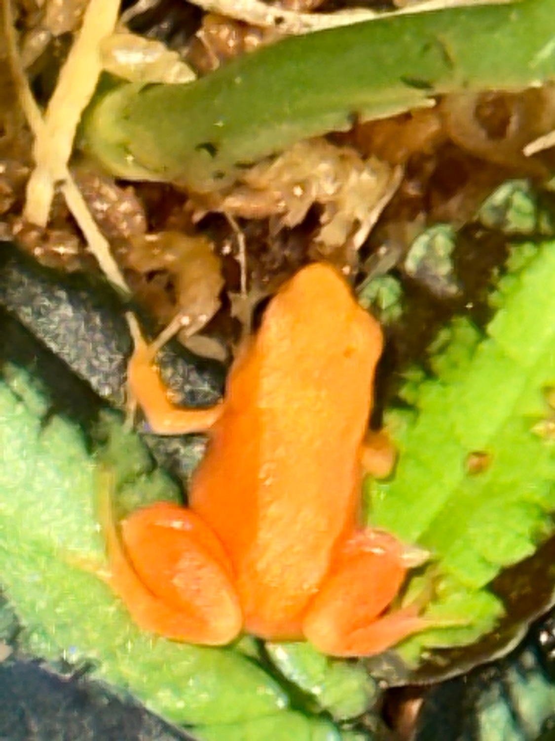 CB Gold Mantella Frogs Other Frog by Major league exotic pets - MorphMarket