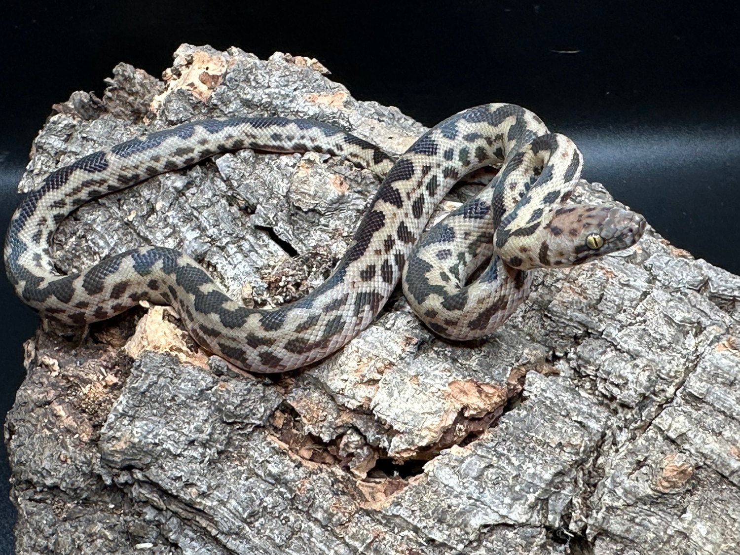 Cape York Spotted Python by Major league exotic pets - MorphMarket