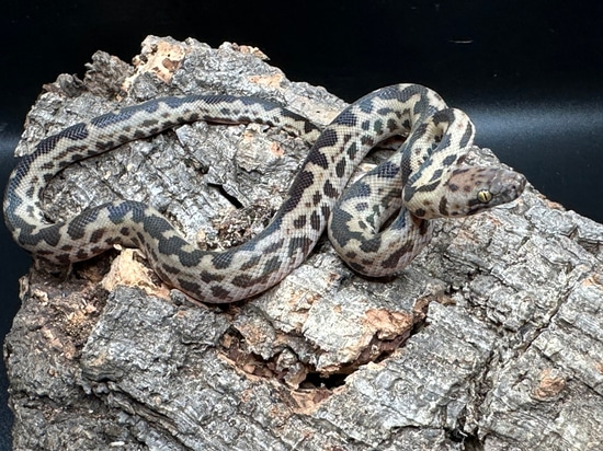 Cape York Spotted Python by Major league exotic pets