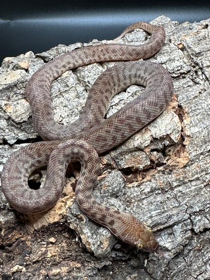 Children’s Pythons Children's Python by Major league exotic pets