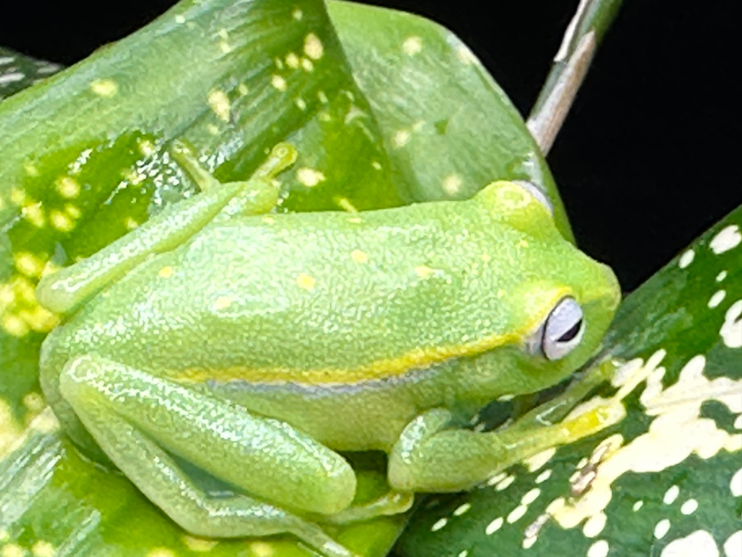Spotted Glass Tree Frogs Glass Frog by Major league exotic pets ...