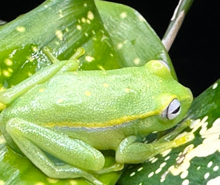 Hatchet Face Glass Tree Frogs Glass Frog by Major league exotic pets - MorphMarket