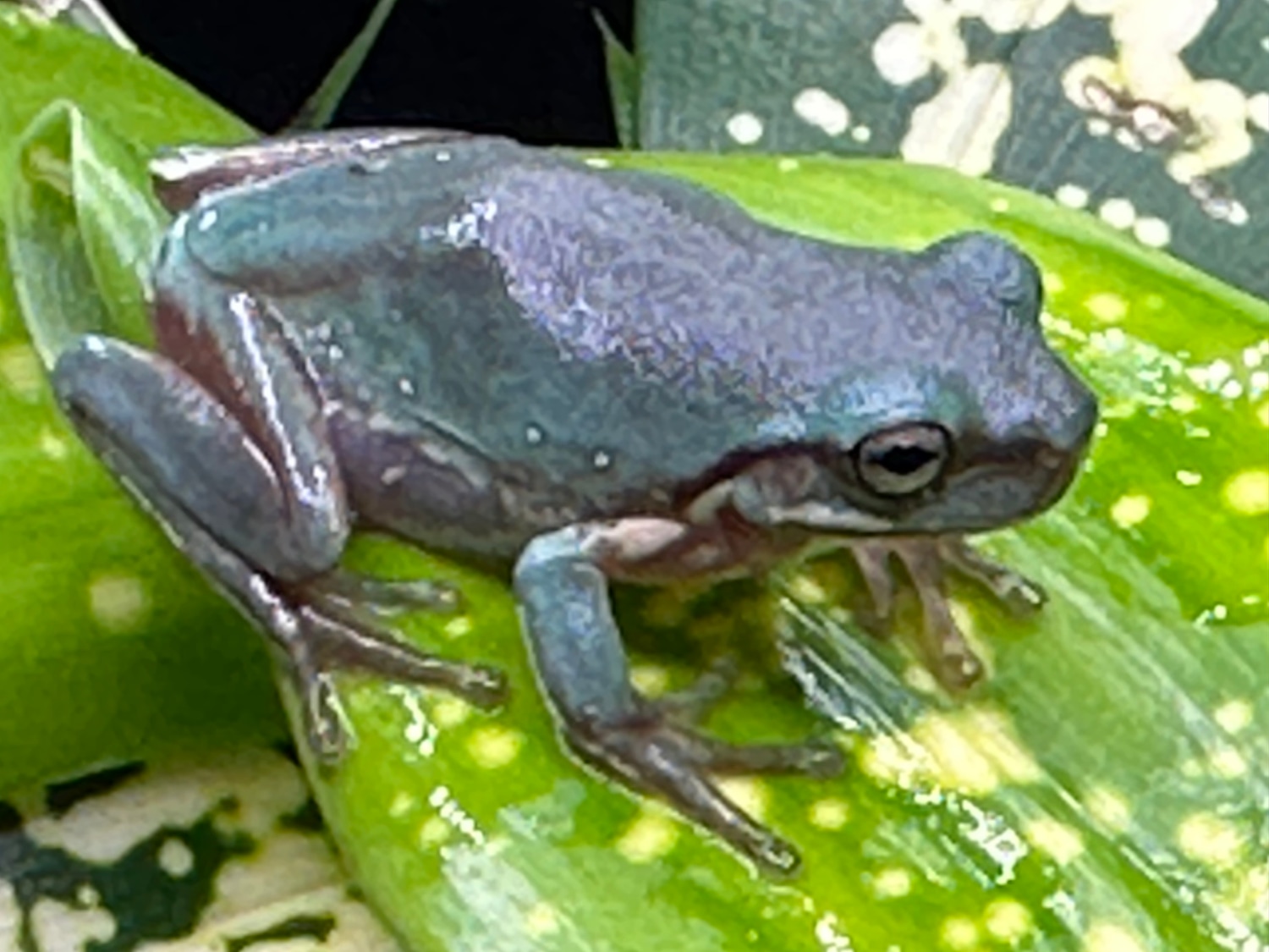 CBB Snowflake And Blue Eyed Dumpy Frogs White's Tree Frog by Major ...