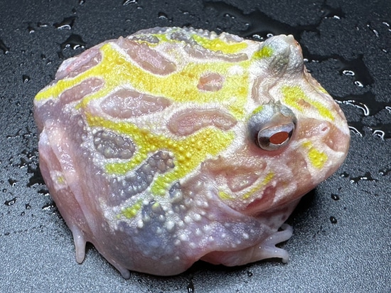 Albino Mutant Translucent Pacman Frog by Major league exotic pets