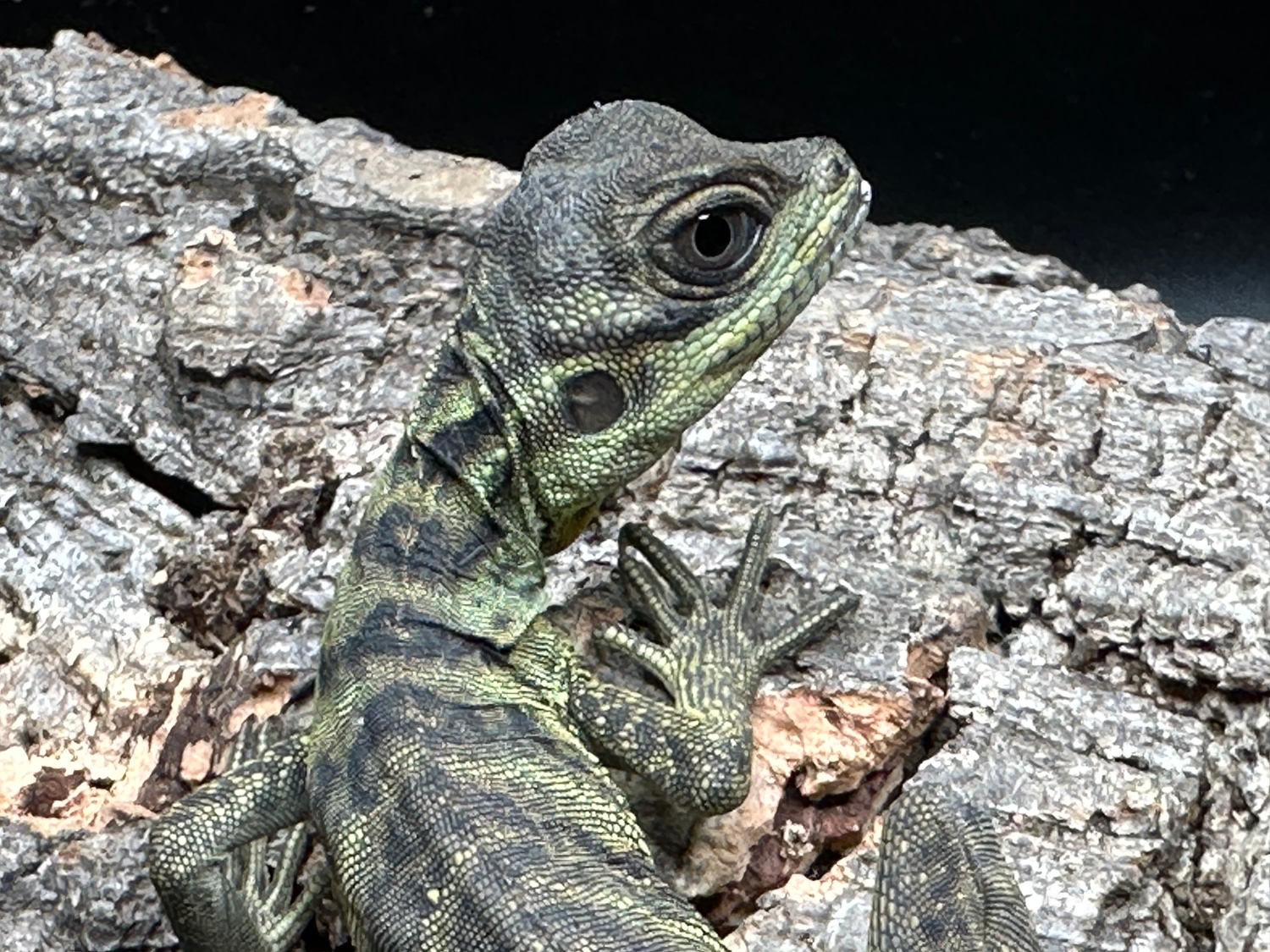 Black Sailfin Dragons More Lizard by Major league exotic pets - MorphMarket
