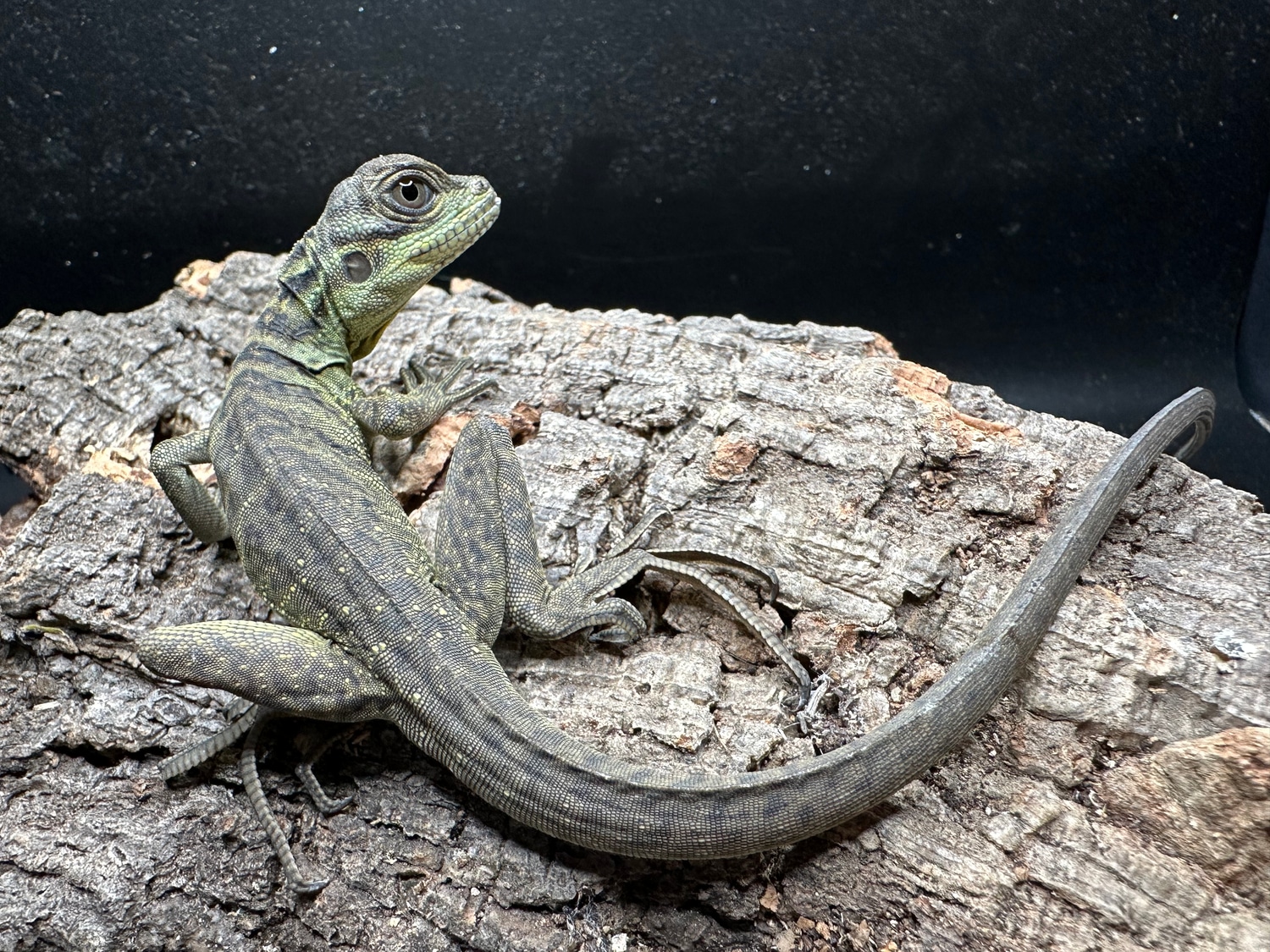 Black Sailfin Dragons More Lizard by Major league exotic pets - MorphMarket