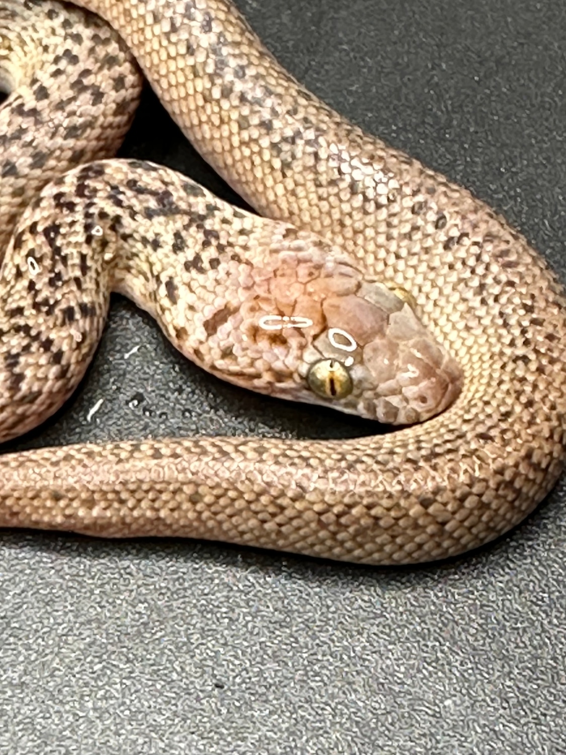 Ultra Granite Spotted Python by Major league exotic pets - MorphMarket