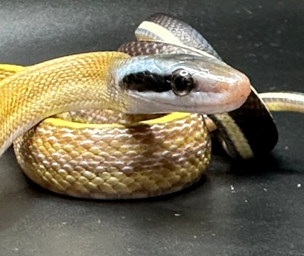 Hundred Flowers Other Rat Snake by Major league exotic pets - MorphMarket
