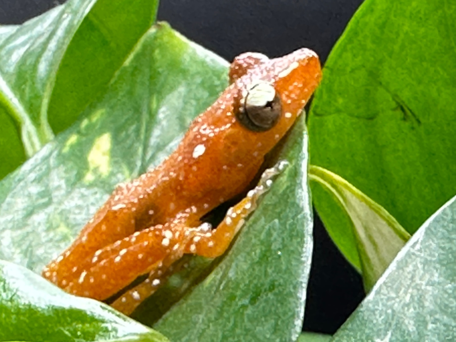 Cinnamon Tree Frogs Other Frog by Major league exotic pets - MorphMarket