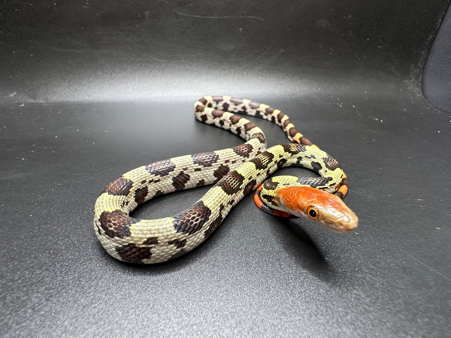 Hundred Flowers Other Rat Snake by Major league exotic pets - MorphMarket