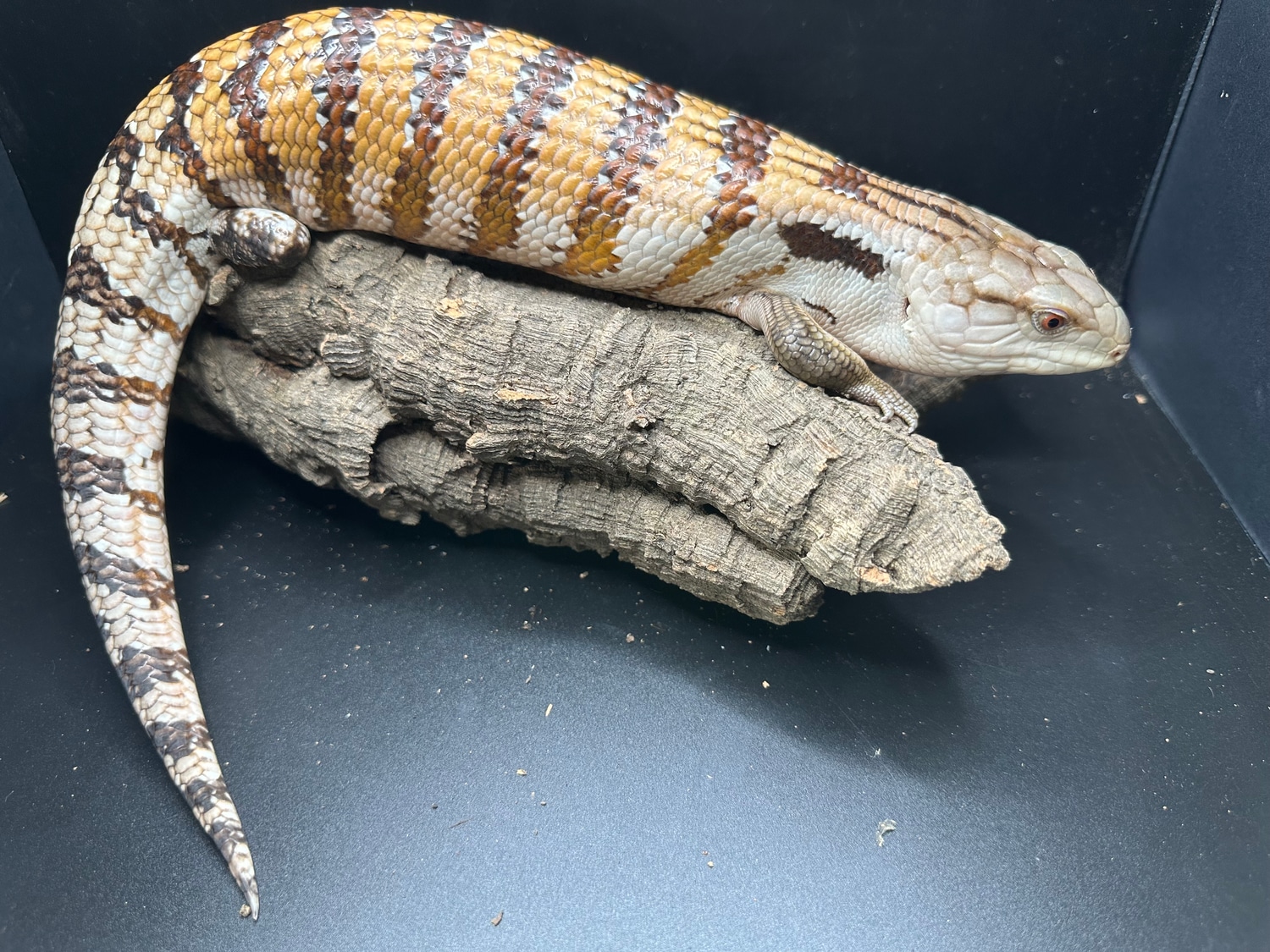 Captive Bred Irian Jaya Blue-Tongued Skink by Major league exotic pets ...