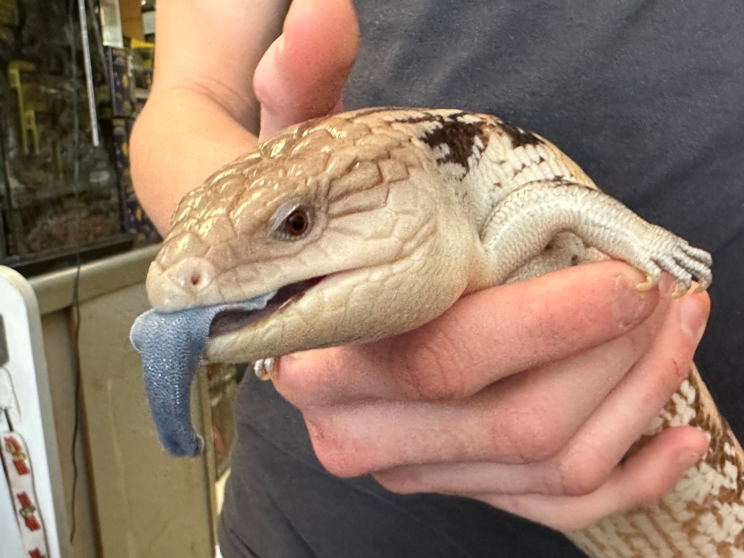Young Northern Blue Tongued Skink By Major League Exotic Pets Morphmarket