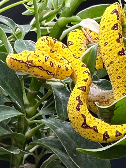 Biak Green Trees Green Tree Python by Major league exotic pets