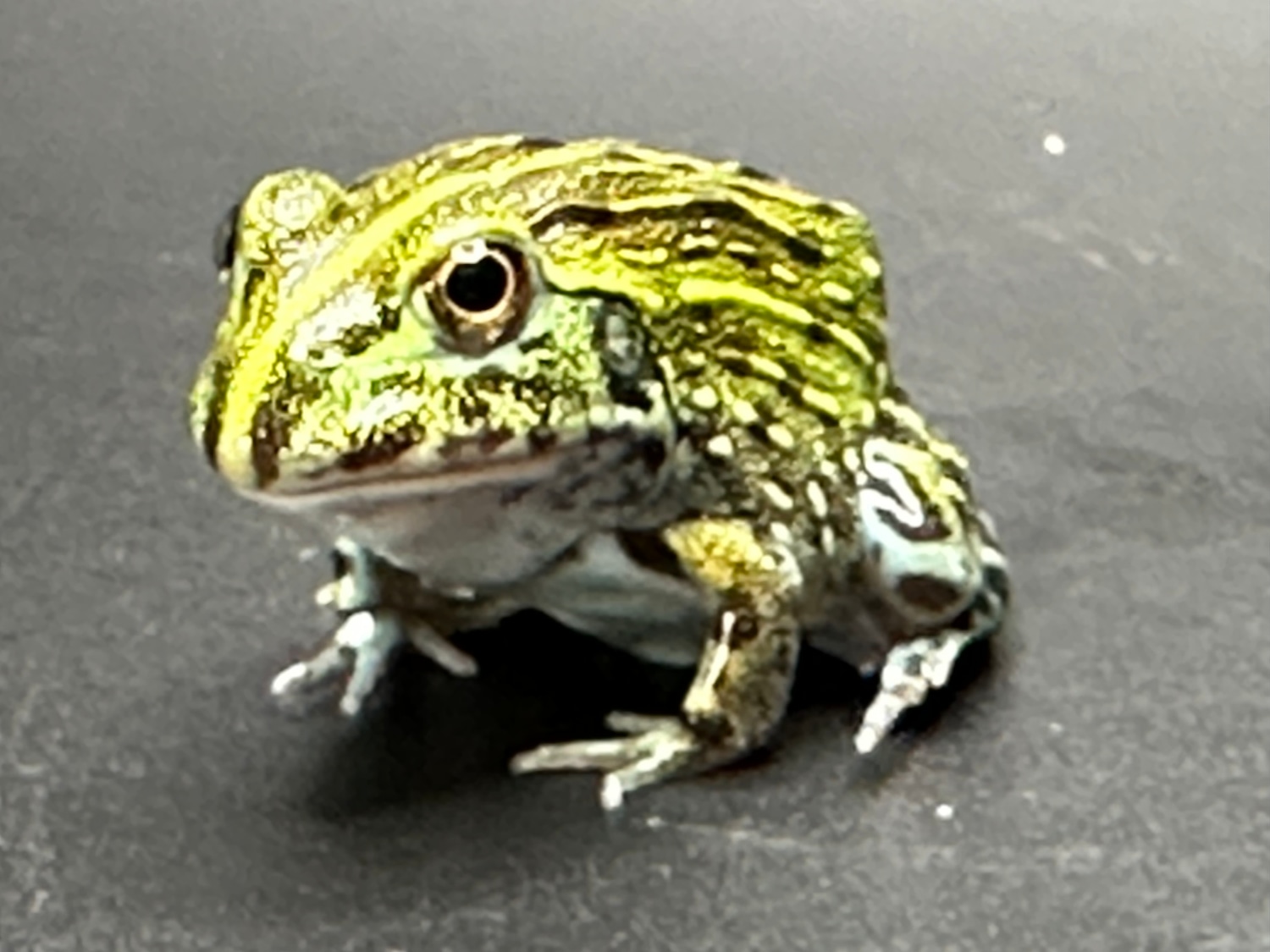 CB Giant Pixie Bullfrog by Major league exotic pets - MorphMarket