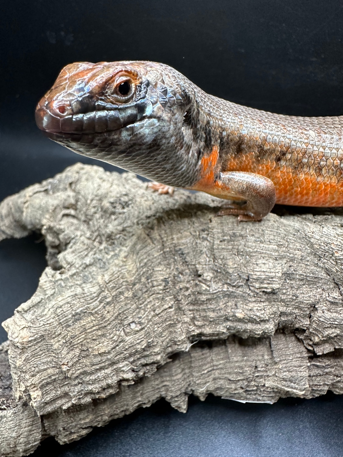 Awesome Other Skink by Major league exotic pets - MorphMarket