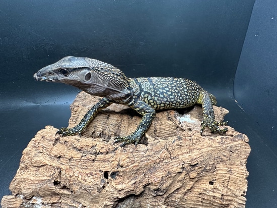 Black Roughneck Black Roughneck Monitor by Major league exotic pets