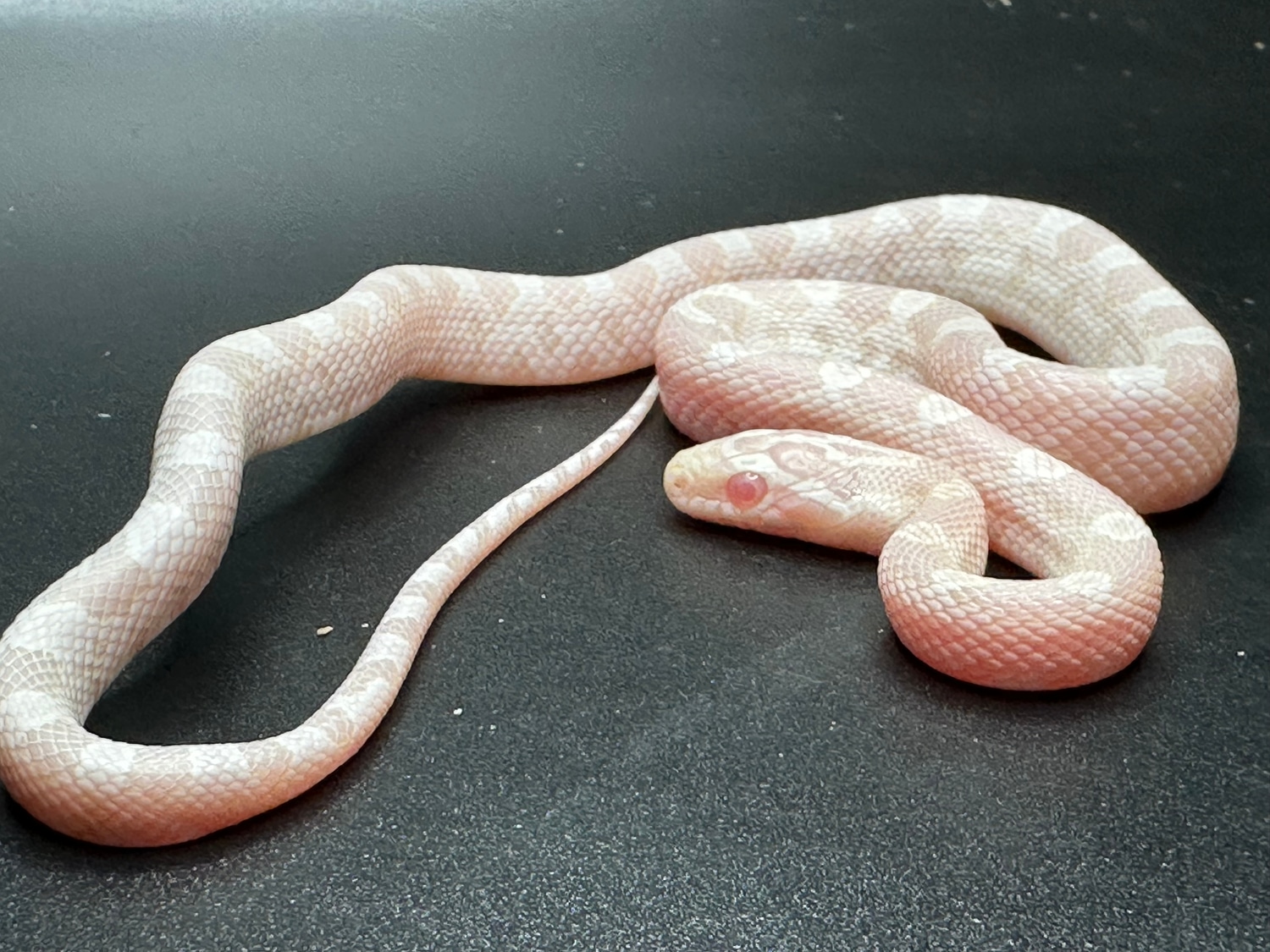 Snow Corn Snake by Major league exotic pets - MorphMarket
