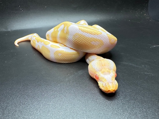High Contrast Albinos Ball Python by Major league exotic pets