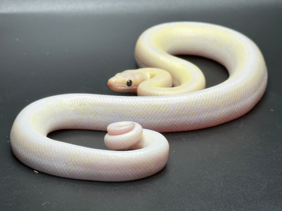 Leucistic Rainbow Boas Colombian Rainbow Boa by Major league exotic pets