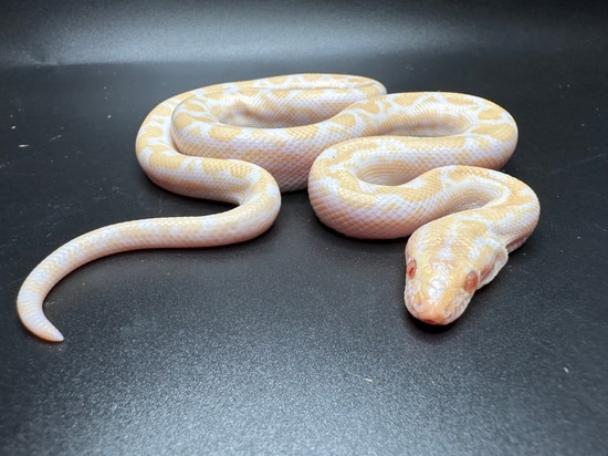 Albino Rainbow Boas Colombian Rainbow Boa by Major league exotic pets