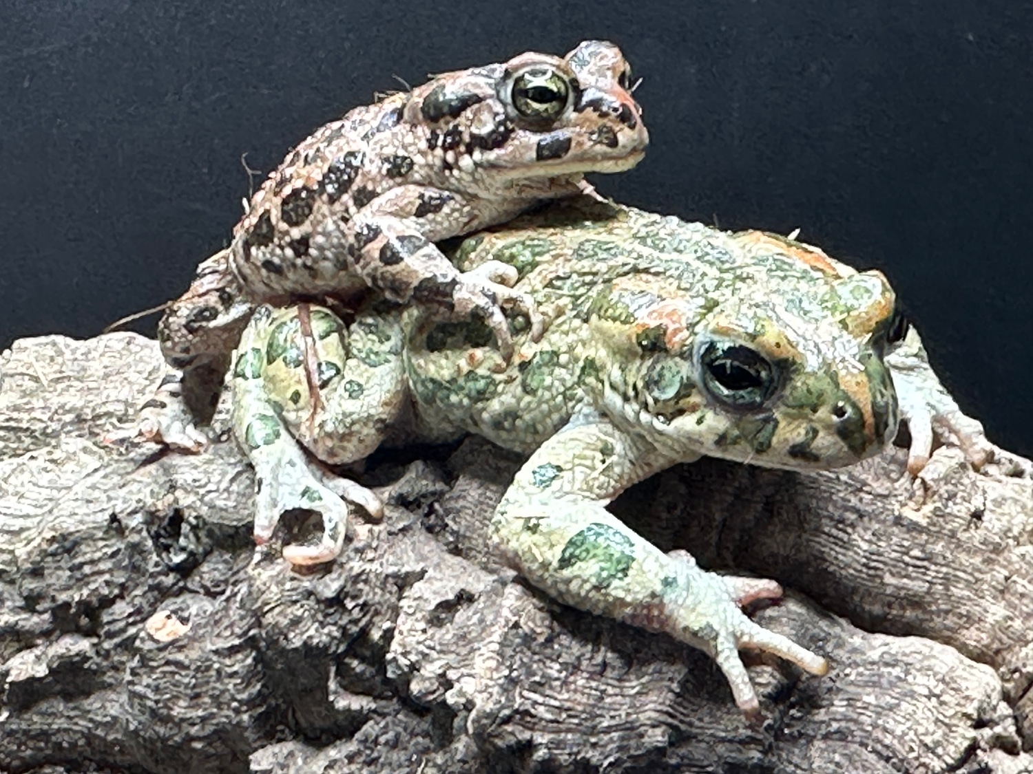 Egyptian Green Toad by Major league exotic pets - MorphMarket