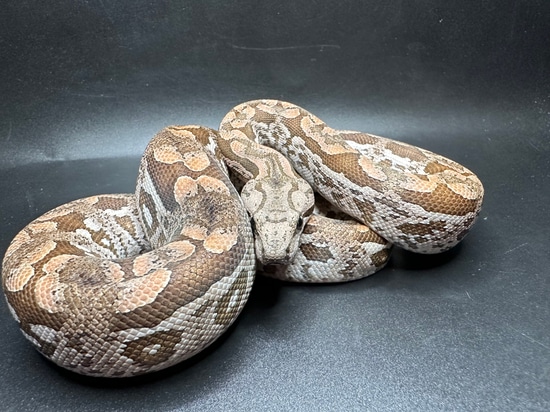 Dumerils Boa Dumeril's Boa by Major league exotic pets