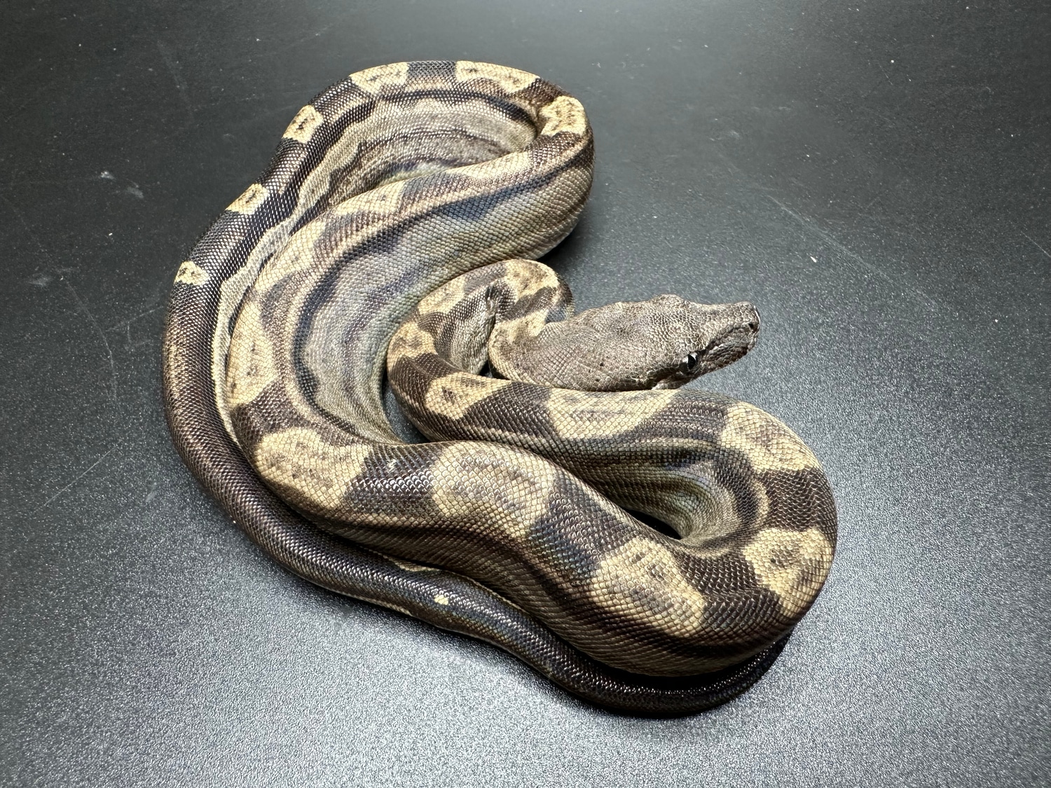 Anery Motley Boa Constrictor by Major league exotic pets - MorphMarket