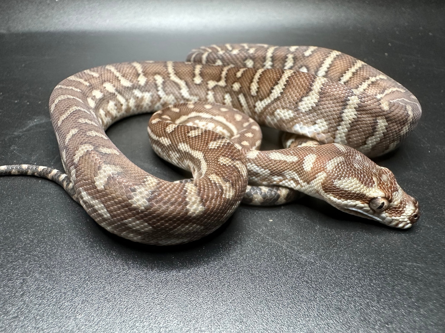 Bredls Centralian Carpet Python by Major league exotic pets - MorphMarket