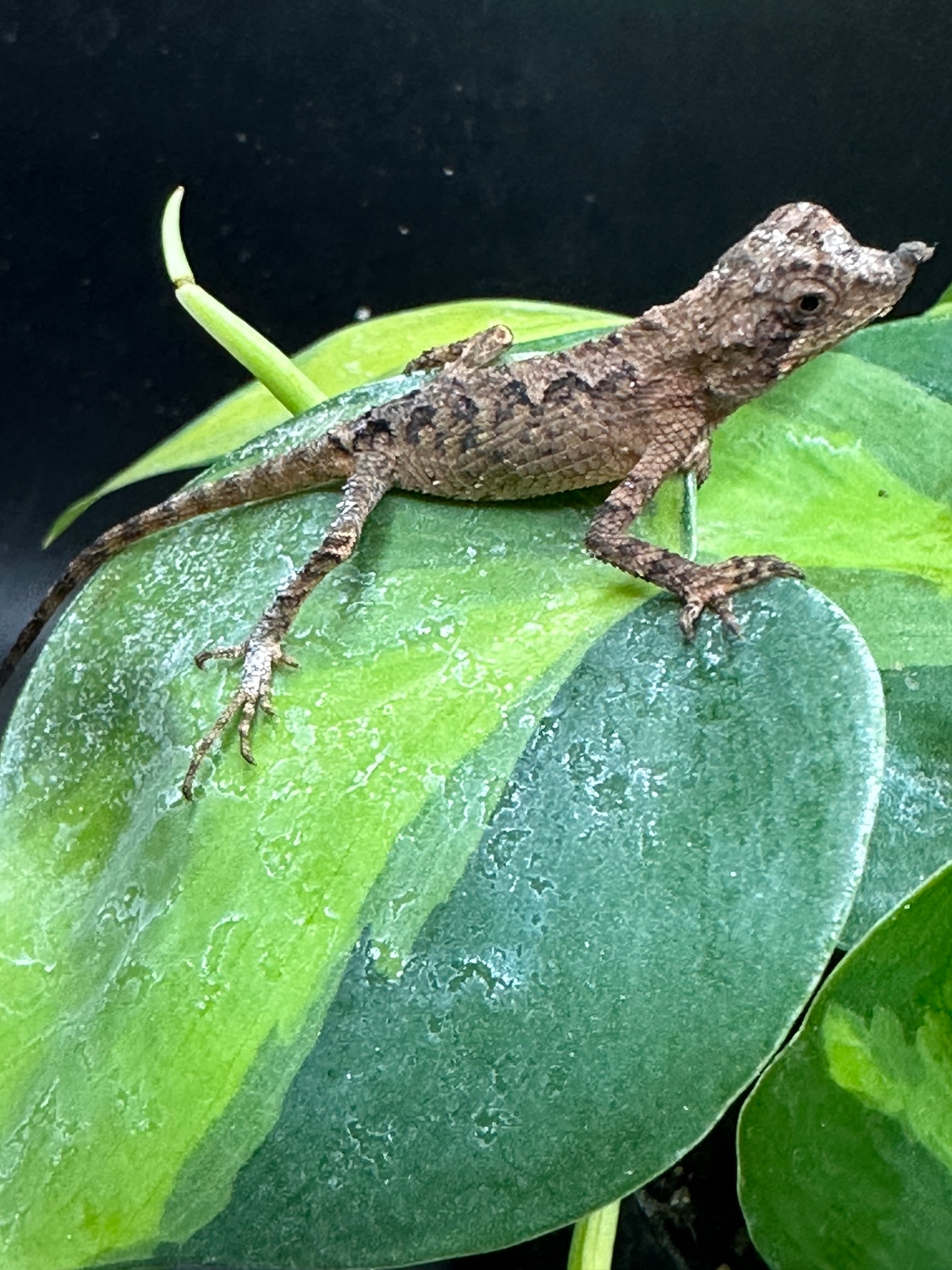 Sri Lanken Leaf Nose Lizards More Lizard by Major league exotic pets ...