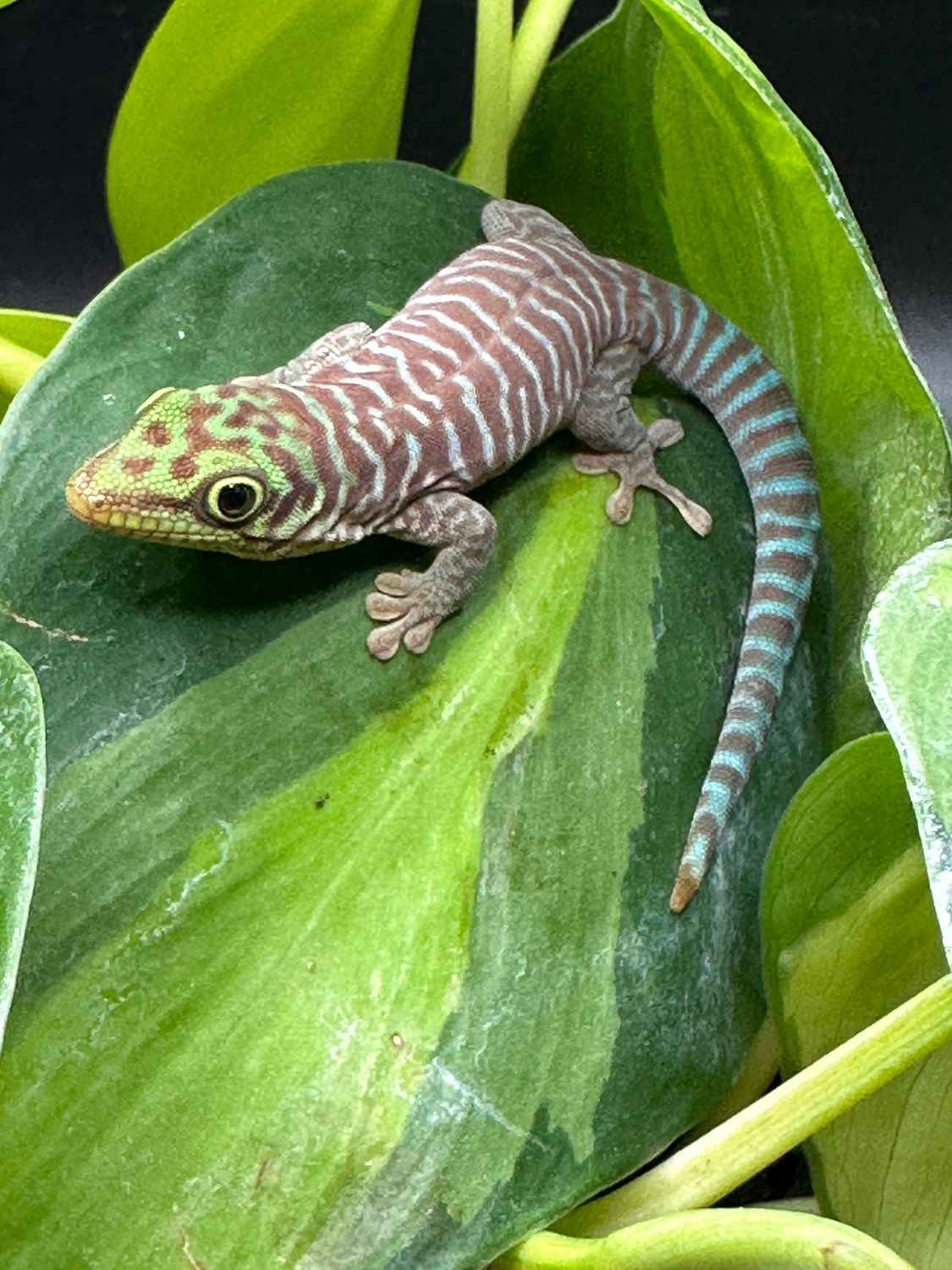 Gorgeous Standingi Day Gecko by Major league exotic pets - MorphMarket