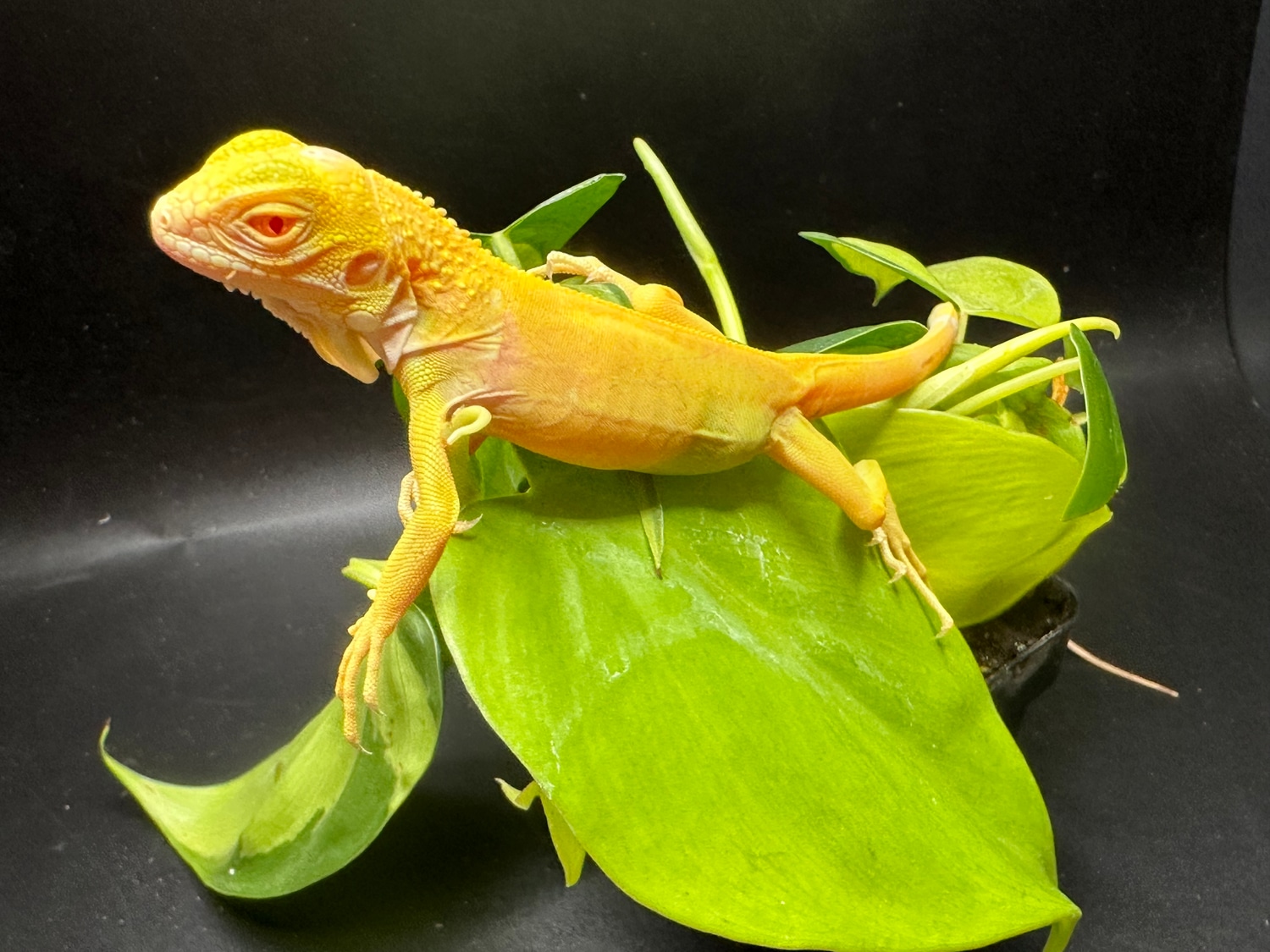 Beautiful Albino Iguana Green Iguana by Major league exotic pets - MorphMarket