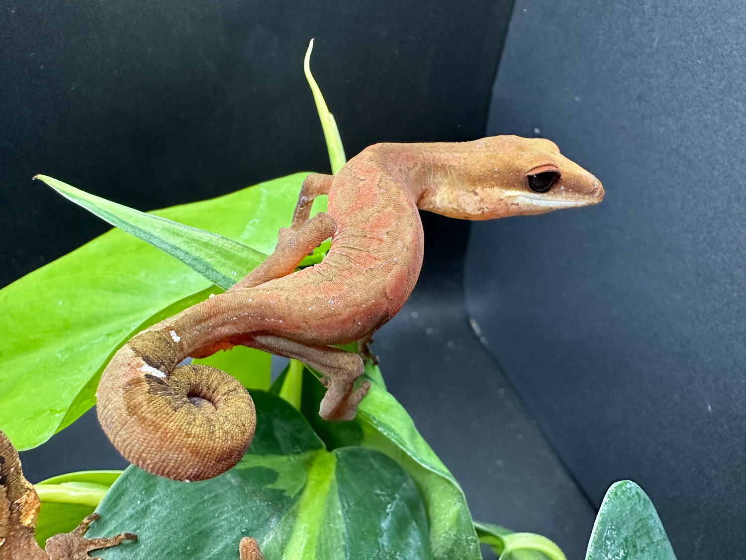 Malaysian Cat Geckos More Gecko by Major league exotic pets - MorphMarket