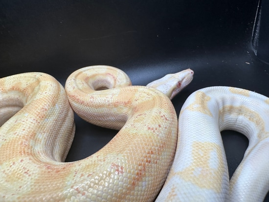 Albino Key West Motley Pastel Dream Boa Boa Constrictor by Major league ...