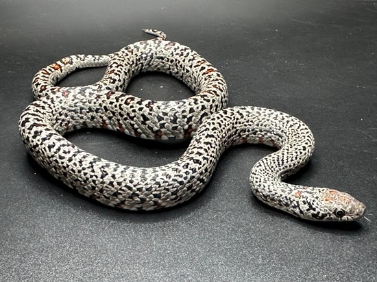 Yearling Granite Mex Mex San Luis Potosi Kingsnake by Major league ...