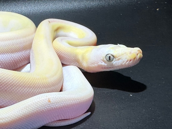 Cow Reticulated Python by Major league exotic pets