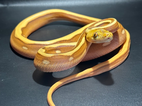 Sunfire Ogs Reticulated Python by Major league exotic pets